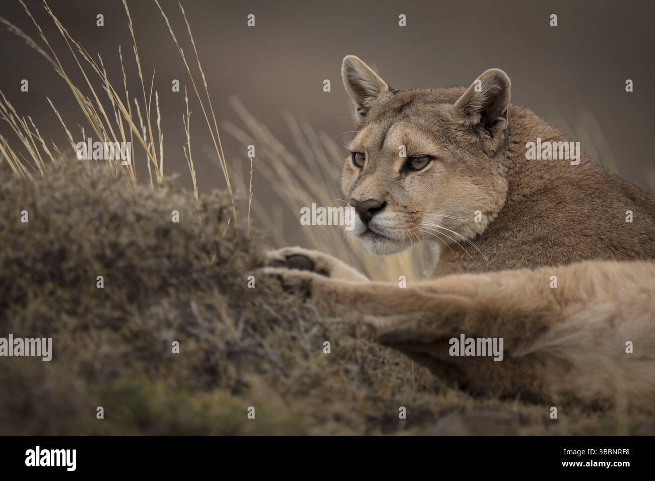 Puma, Torres del Paine National Park, Chile, South America Stock Photo - Alamy