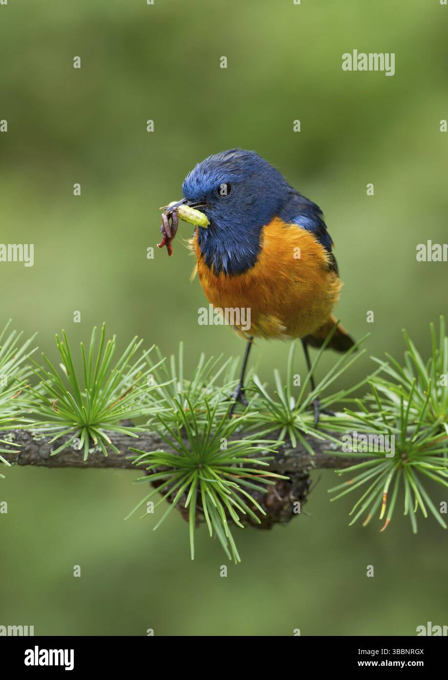 Blue-fronted Redstart (Phoenicurus frontalis) male carrying insects in ...