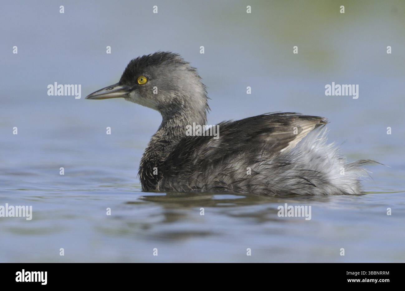 Least Grebe (Tachybaptus dominicus), Texas, USA, North America Stock ...
