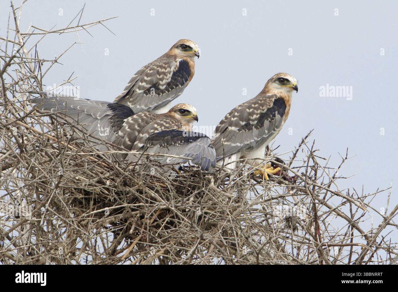 White-tailed Kite (Elanus leucurus), Texas, USA, North America Stock ...