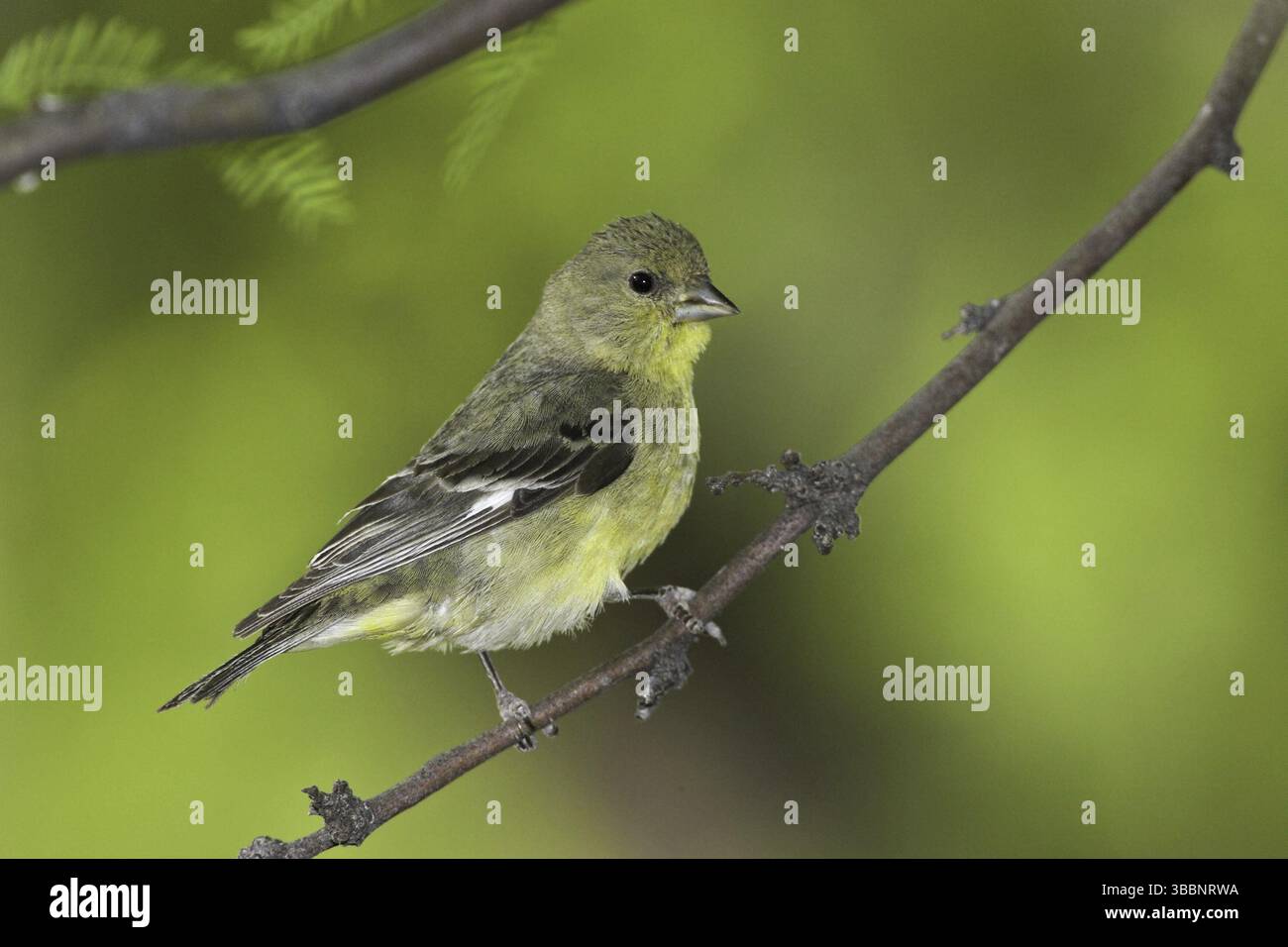 Lesser Goldfinch (Spinus psaltria) female, Arizona, USA, North America ...