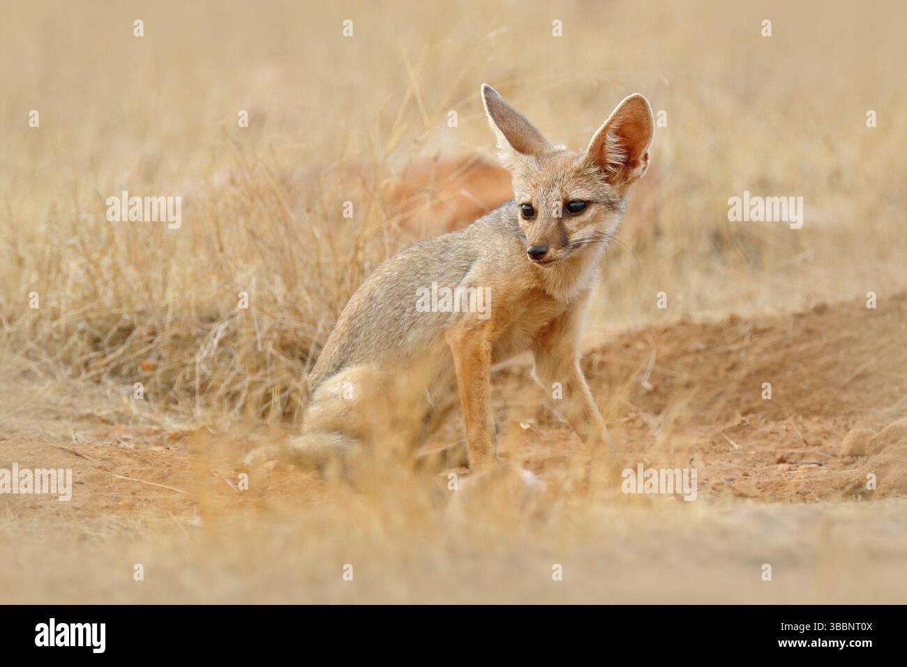Indian Fox, Vulpes bengalensis, Ranthambore National Park, India. Wild ...