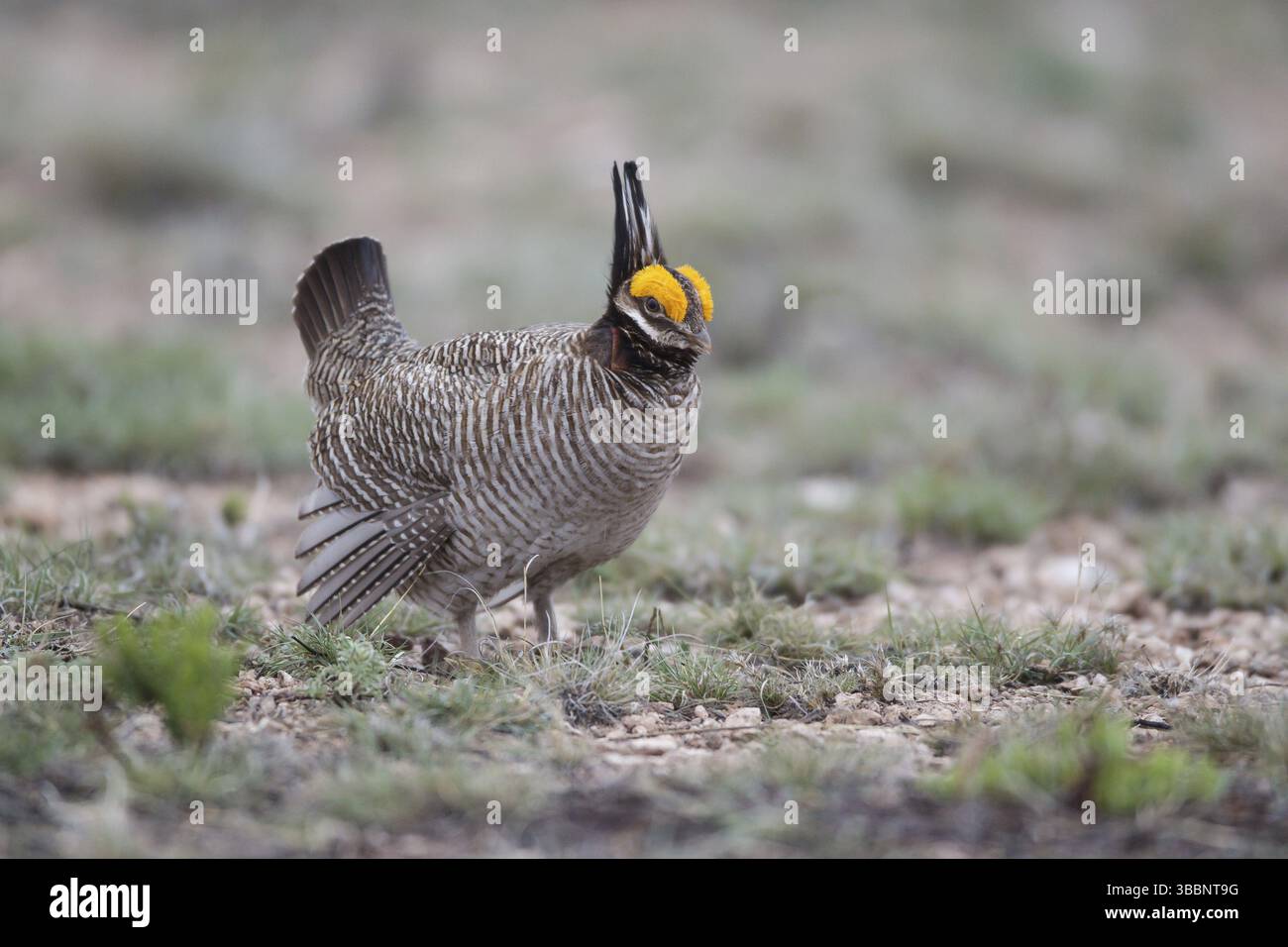 Lesser Prairie Chicken (Tympanuchus pallidicinctus) male, New Mexico ...