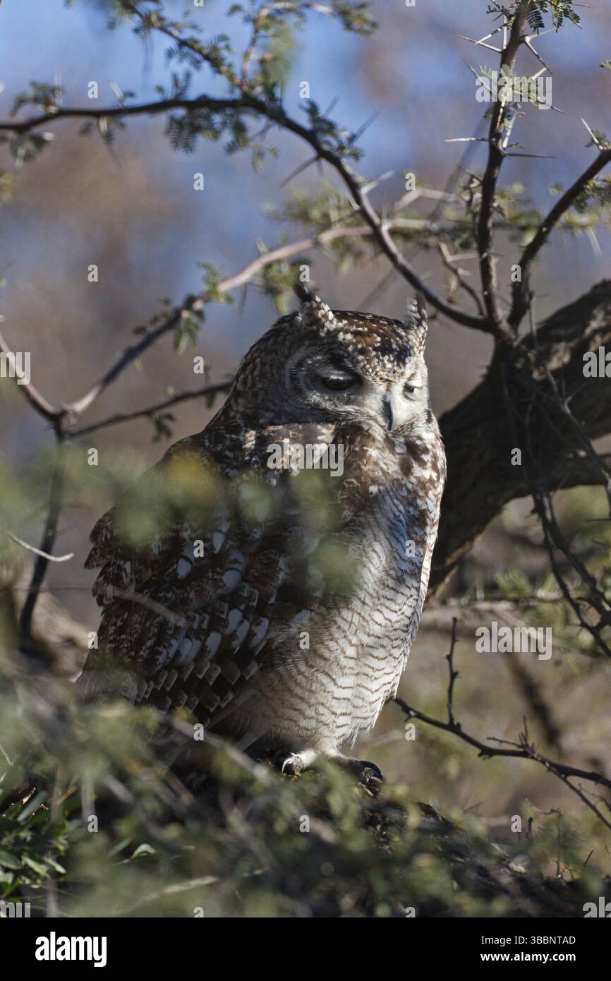 Spotted Eagle-owl (Bubo africanus), Northern Cape, South Africa, Africa ...