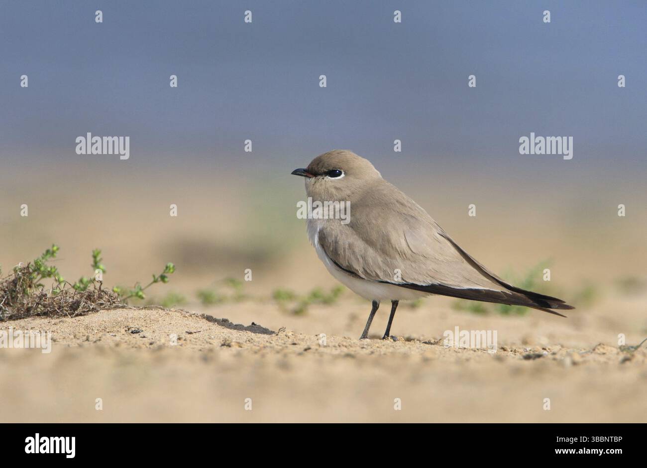 Small Pratincole (Glareola lactea), Uttar Pradesh, India, Asia Stock ...