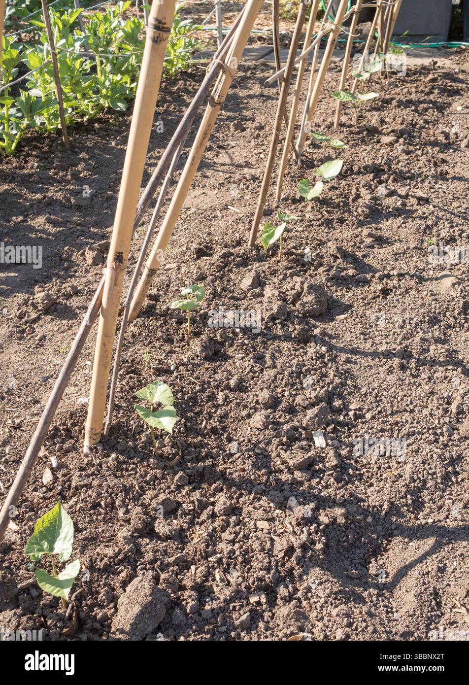 Growing ruuner beans hi-res stock photography and images - Alamy