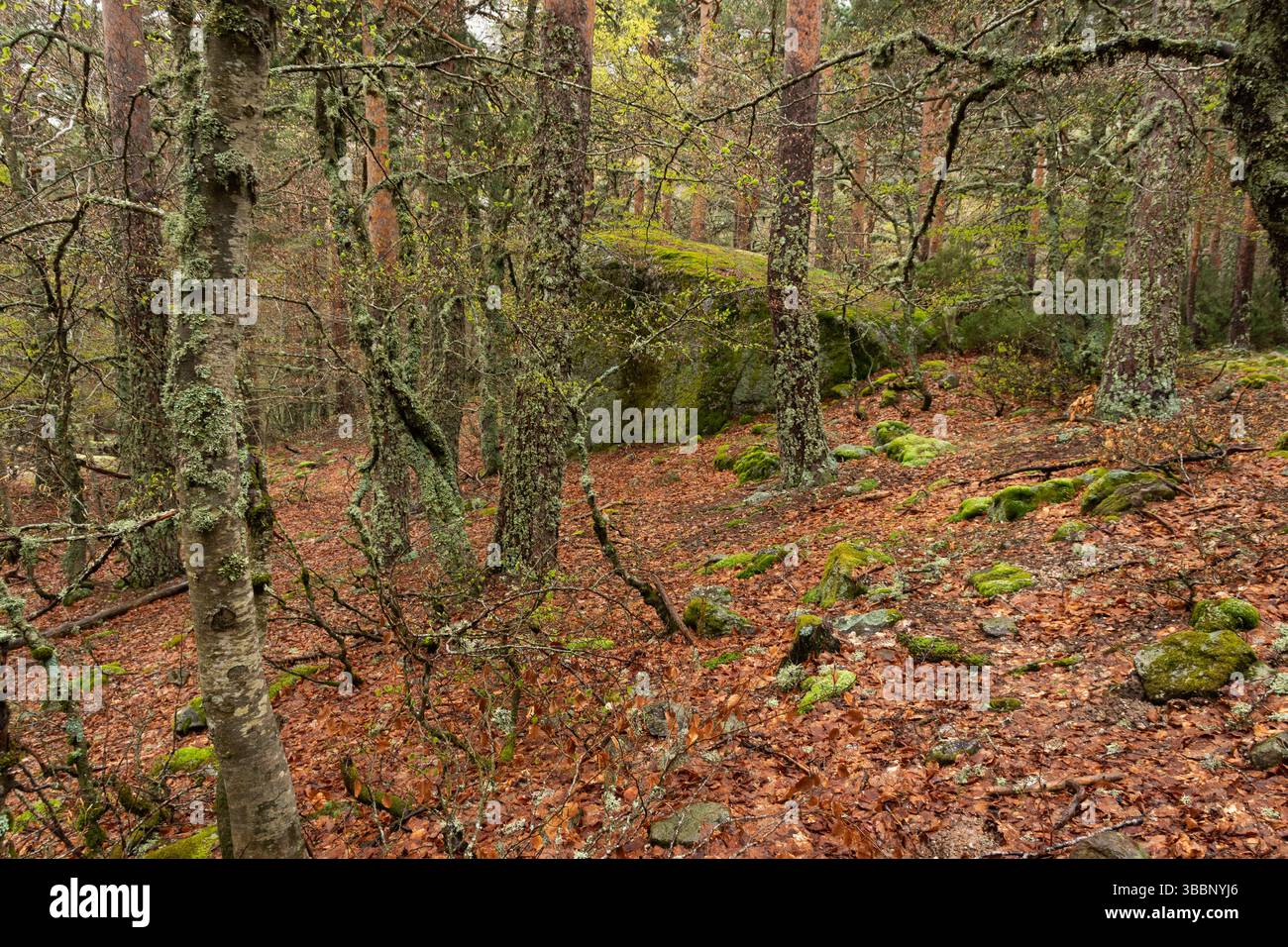 Bosque de fondo hi-res stock photography and images - Alamy