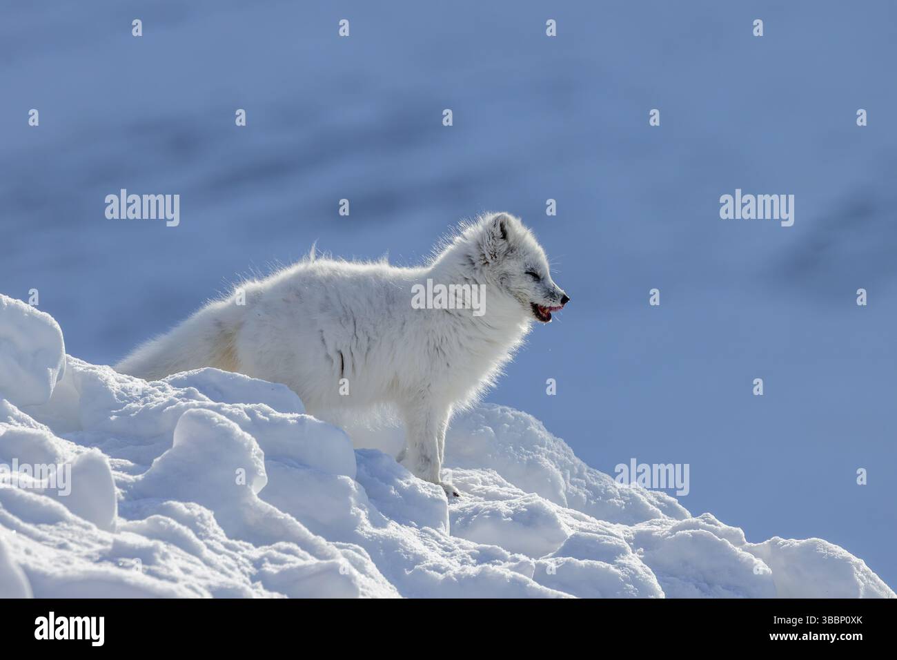 Arctic foxes spring hi-res stock photography and images - Alamy