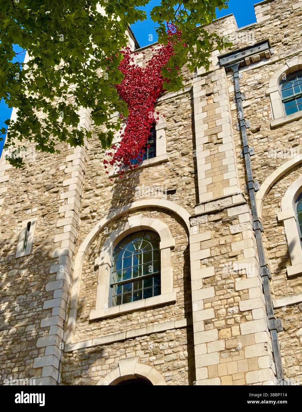 The White tower located within the Tower of London, with Blood Red Ceramic Poppies flowing down ...