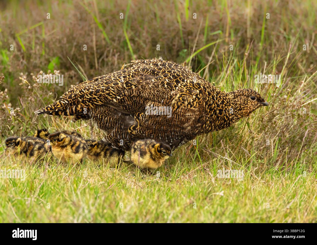 Red grouse hen with chicks hi-res stock photography and images - Alamy