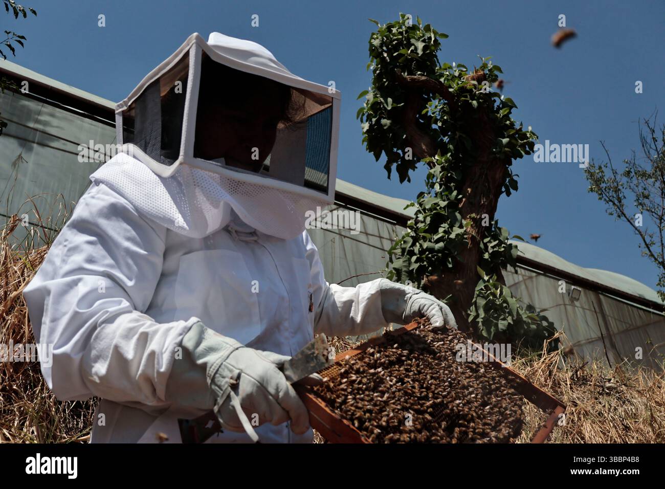 Xochimilco, Mexico. 16th May, 2025. May 20th is World Bee Day. This ...