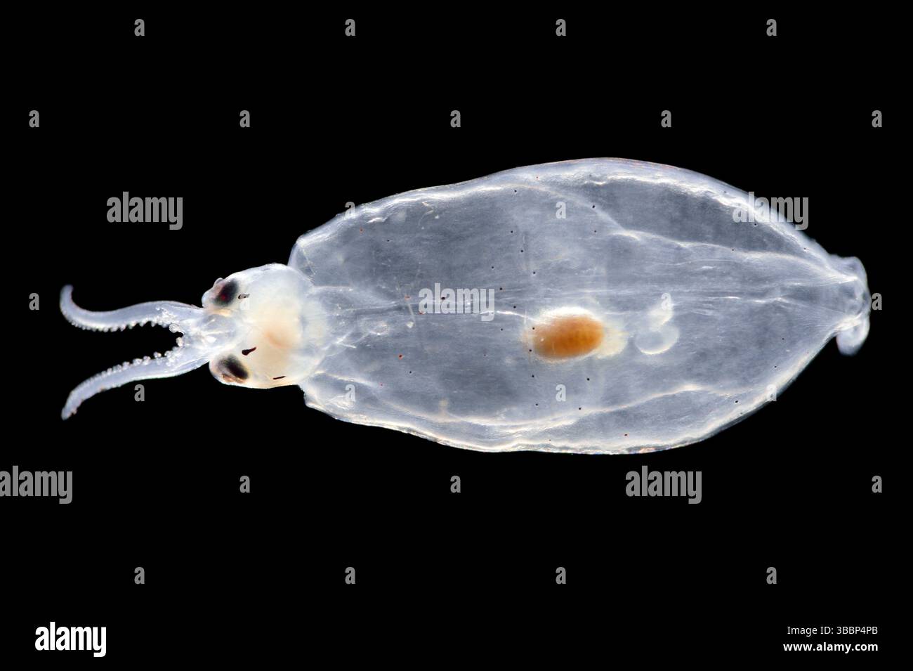 [captive] Juvenile Deep sea Squid (Liocranchia reinhardtii) can grow up ...