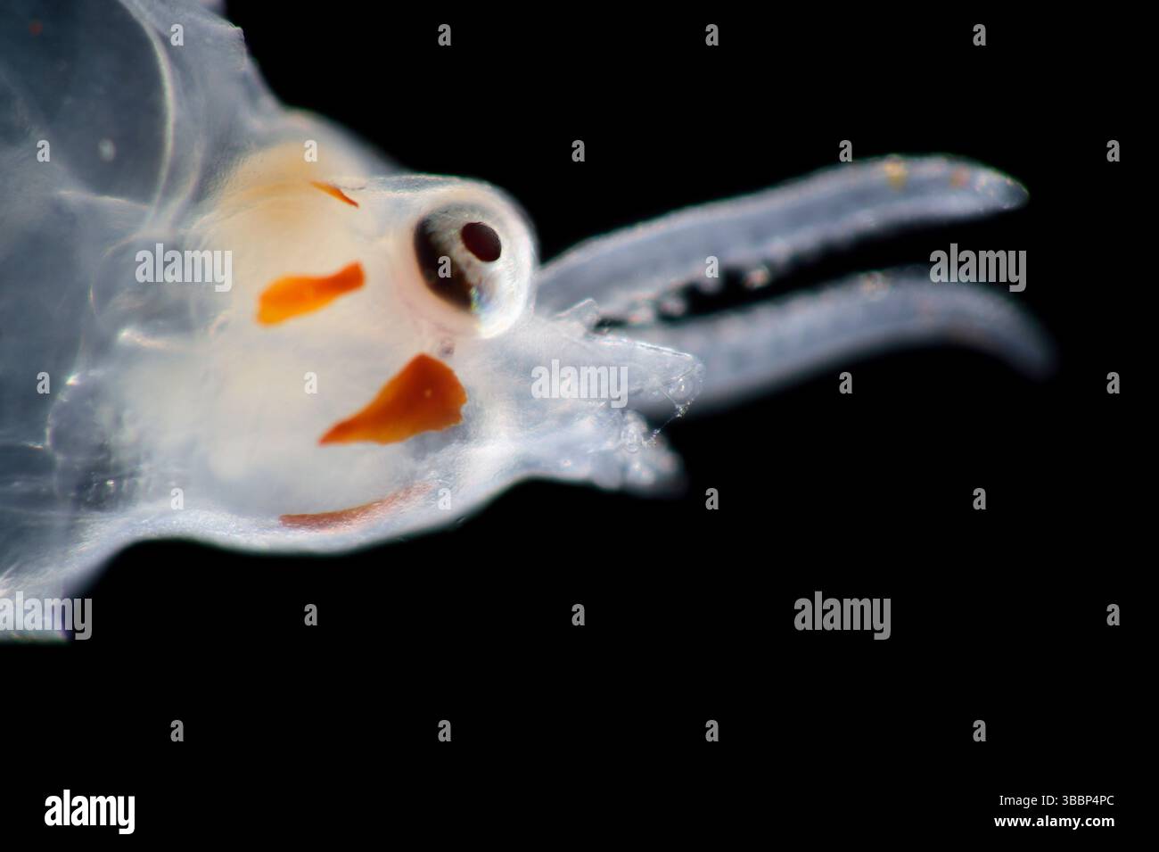 [captive] Juvenile Deep sea Squid (Liocranchia reinhardtii) can grow up ...