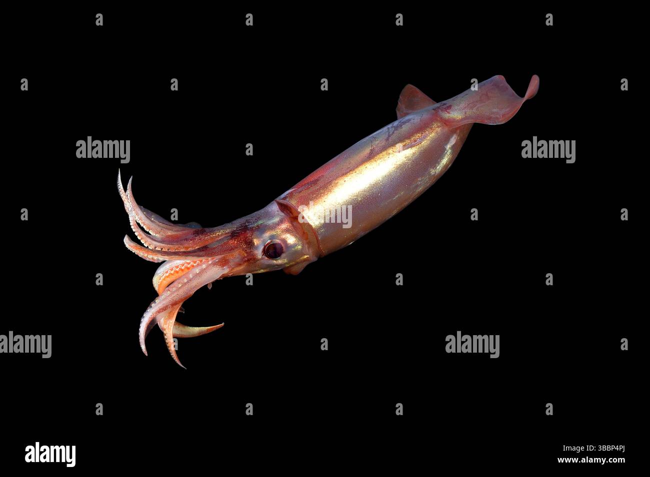 [captive] Adult orangeback flying squid (Sthenoteuthis pteropus), a pelagic cephalopod found in ...