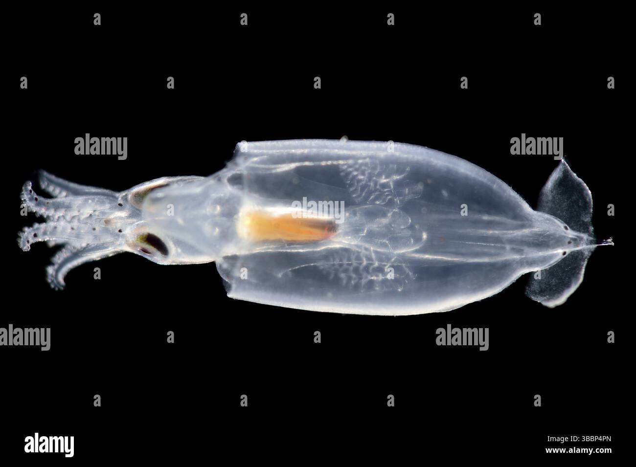 Midwater squid hi-res stock photography and images - Alamy