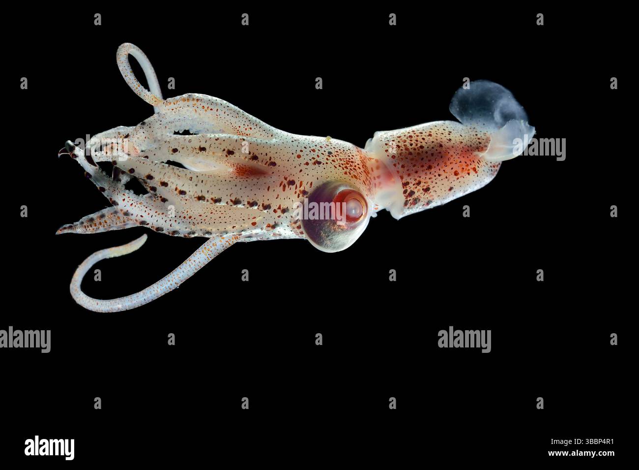 [captive] Cock-eyed squid (Histioteuthis bonnellii) The common name cock-eyed squid comes from ...