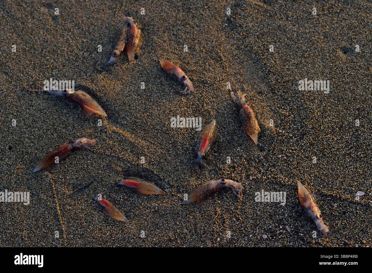 The Bioluminescent Firefly Squid (Watasenia scintillans) ( ほたるいか ...