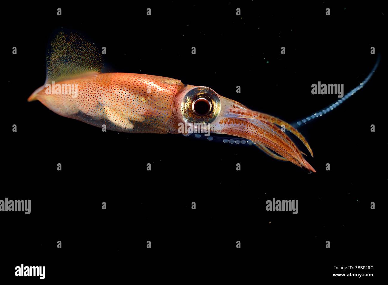 Bioluminescence squid firefly hi-res stock photography and images - Alamy