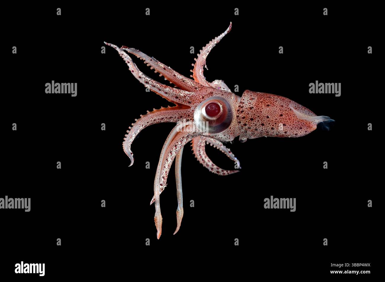 [captive] Cock-eyed squid (Histioteuthis bonnellii) The common name cock-eyed squid comes from ...
