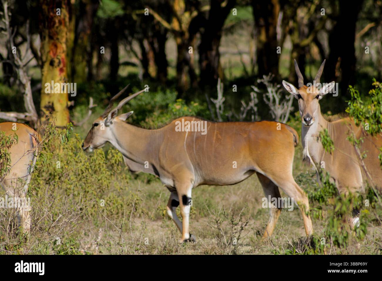 Antelope in Africa savanna wildlife safari in Africa. Wild nature of african continent, antelope ...
