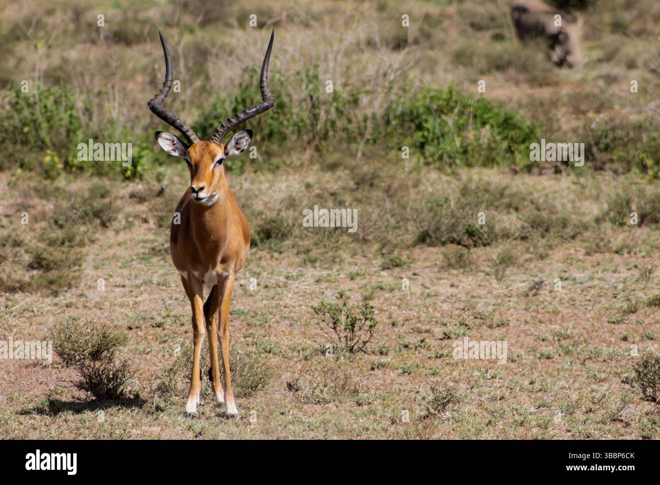 Antelope in Africa savanna wildlife safari in Africa. Wild nature of african continent, antelope ...