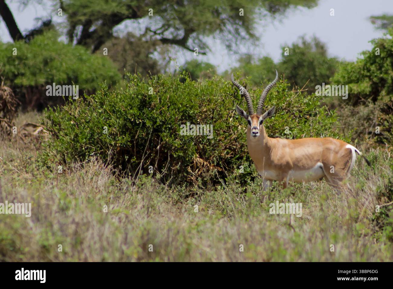 Antelope in Africa savanna wildlife safari in Africa. Wild nature of african continent, antelope ...