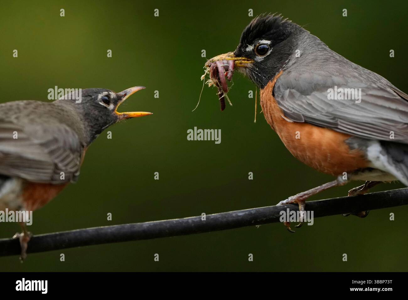 Two American robins battle over a breakfast of earthworms Friday, May 16, 2025 in Overland Park ...