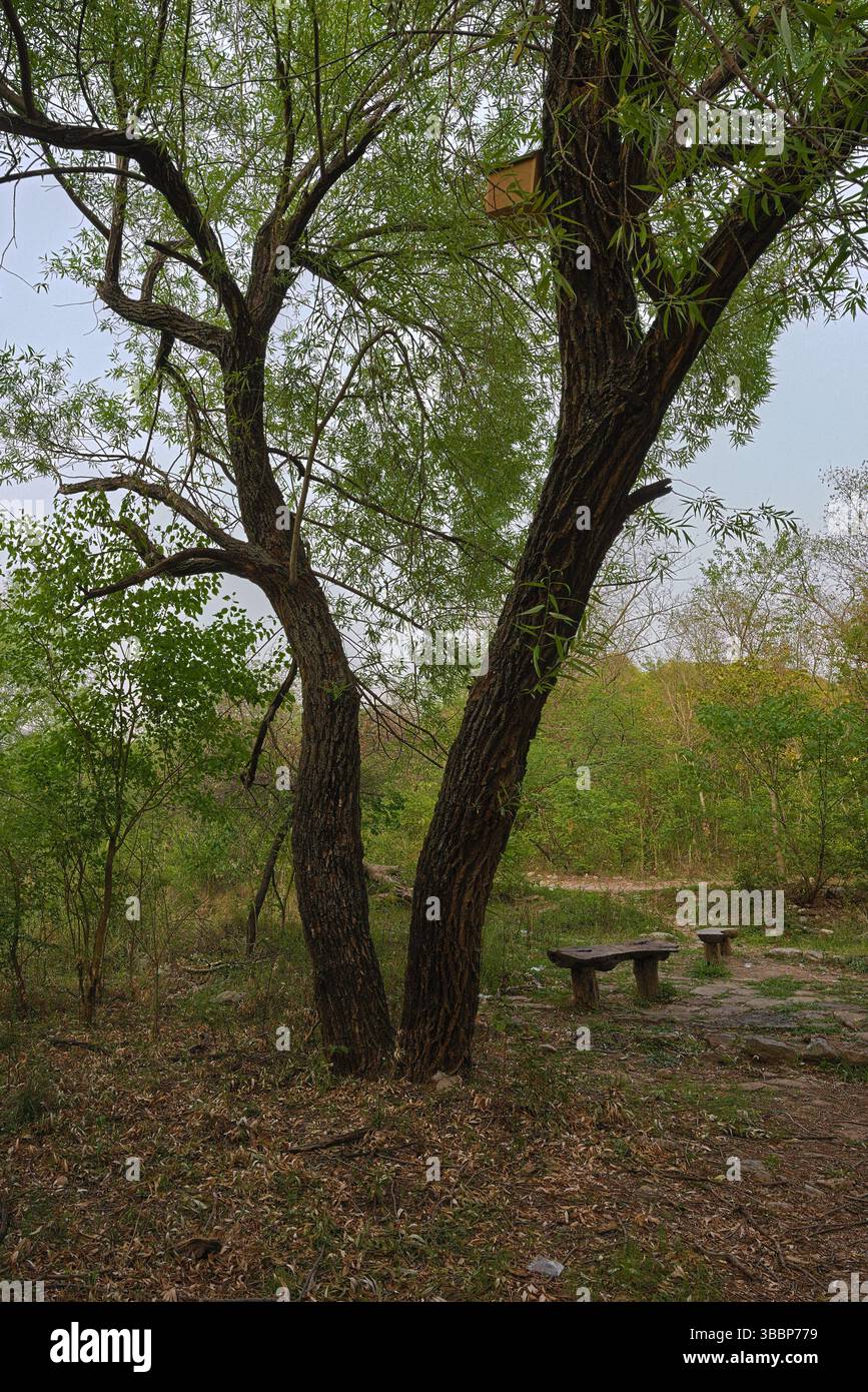 A portrait oriented picture of what is identified as a Willow tree ...
