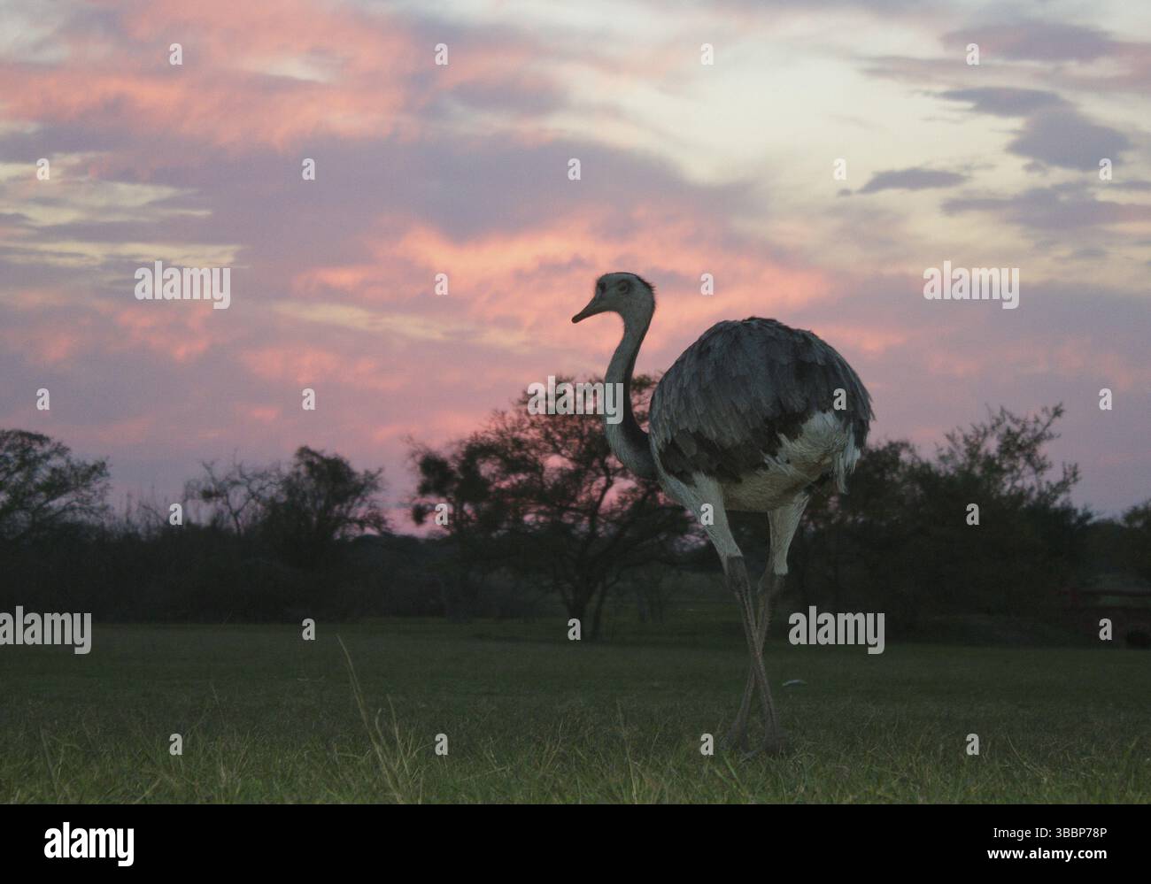 Greater Rhea (Rhea americana), Corrientes, Argentina, South America ...