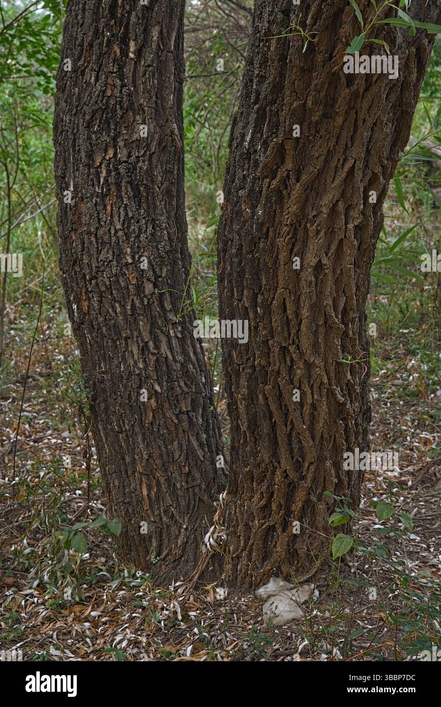 Willow tree bark hi-res stock photography and images - Alamy