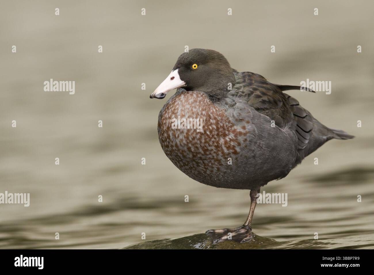 Blue Duck (Hymenolaimus malacorhynchos), New Zealand, Oceania Stock ...