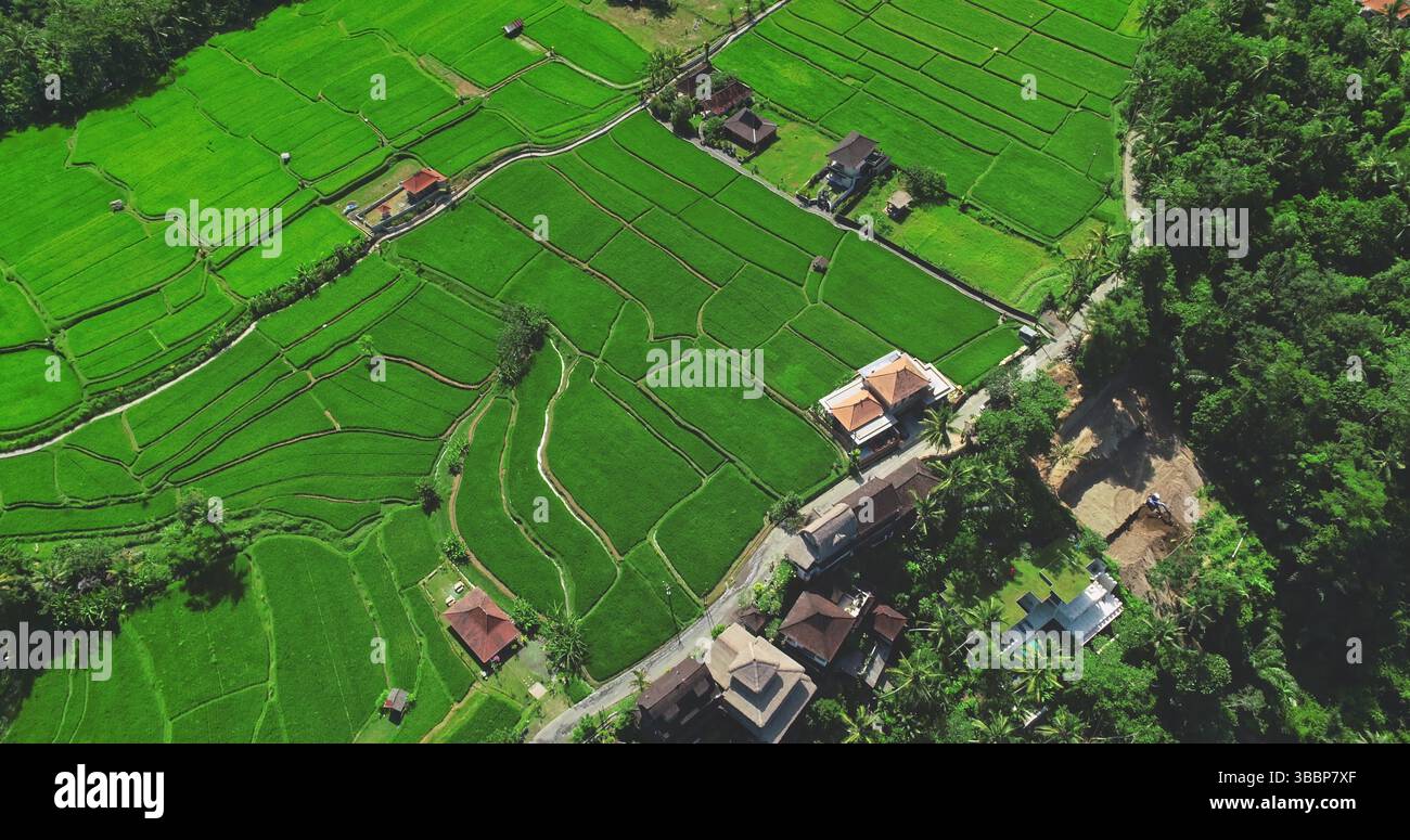 Drone fly over vibrant green rice terraces, paddy fields and ...