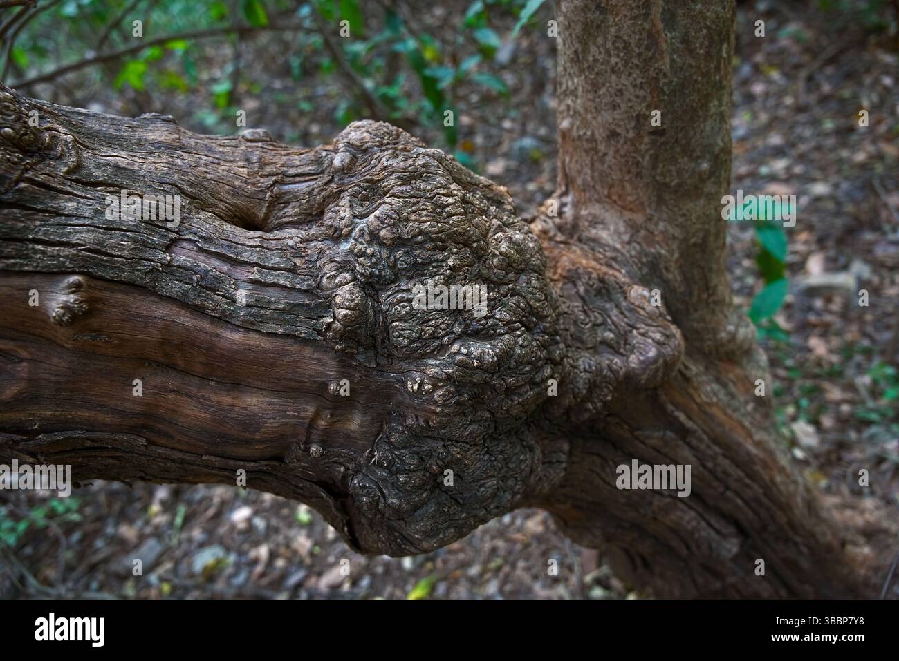 nature art: an oddly shaped bifurcated tree stem, possibly affected ...