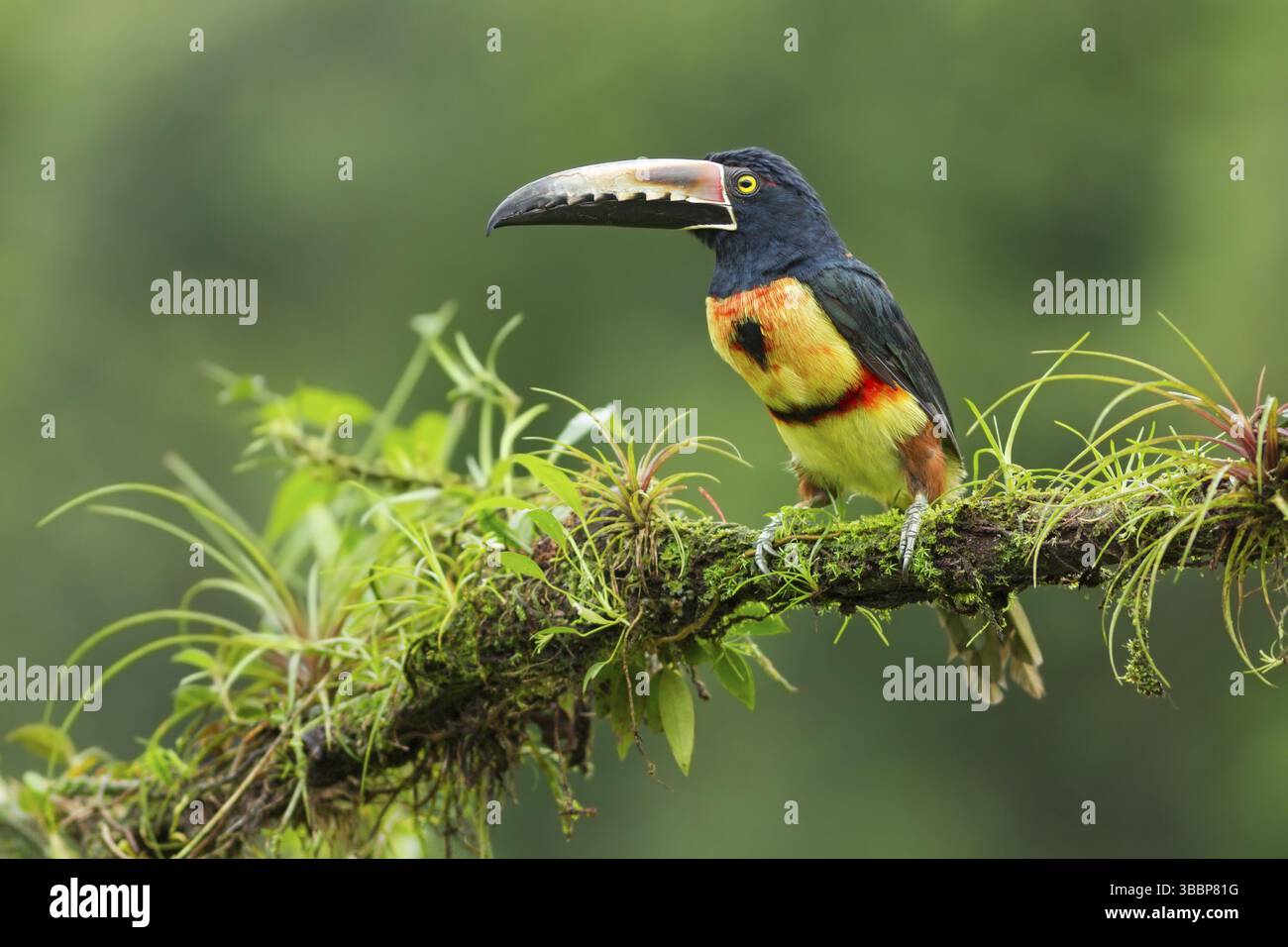 Collared Aracari (Pteroglossus torquatus), Alajuela, Costa Rica ...