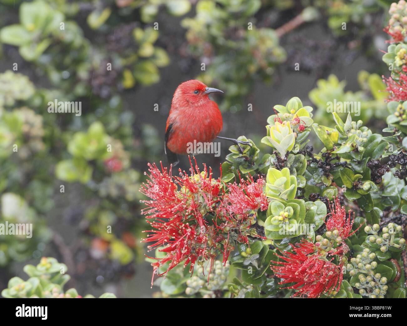 Apapane, Himatione sanguinea sanguinea, Hawaiian Honeycreeper Stock ...
