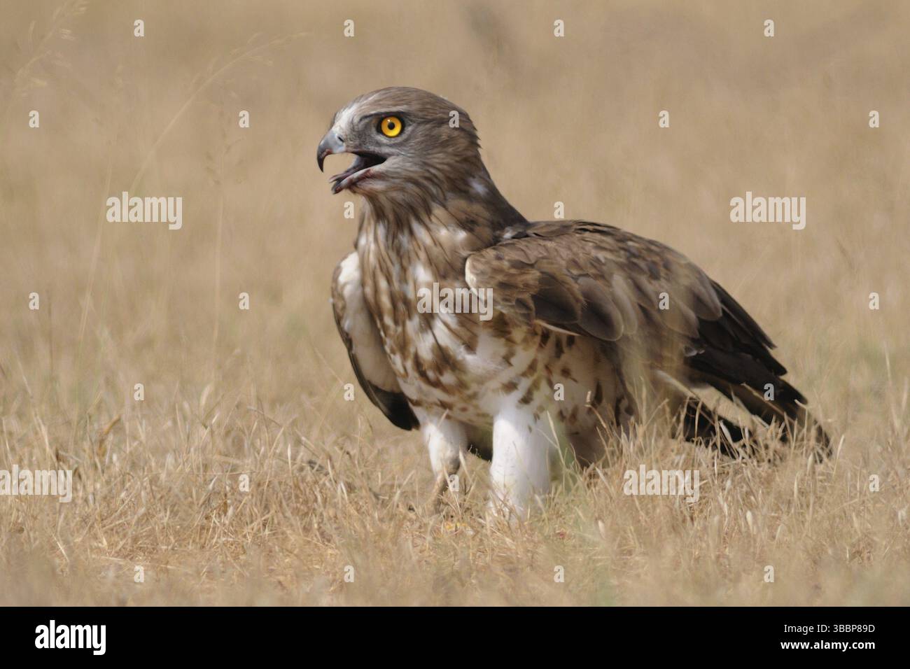 Short-toed Snake Eagle (Circaetus gallicus), India, Asia Stock Photo ...