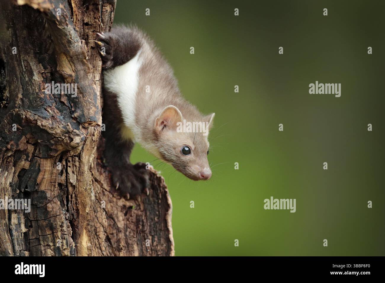 Beech marten, Martes foina, with clear green background. Small predator ...