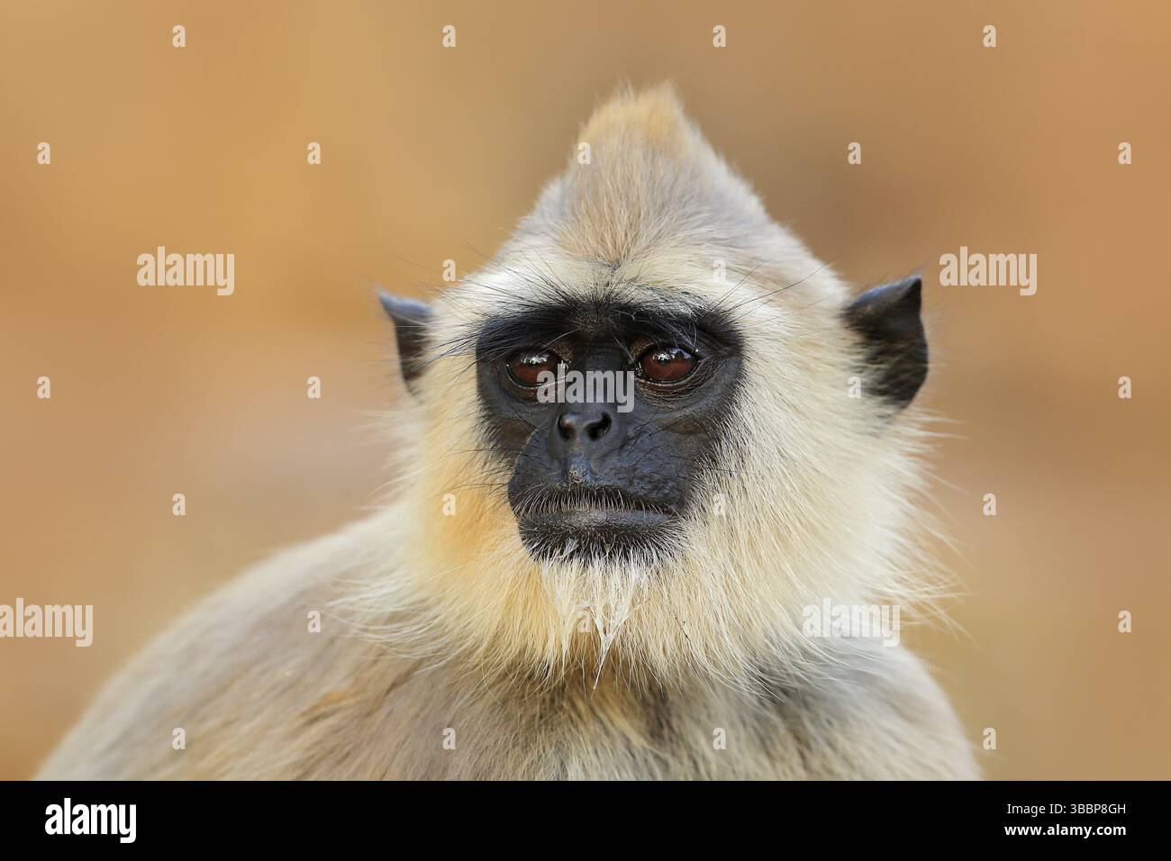 Common Langur, Semnopithecus entellus, monkey sitting in grass, nature ...