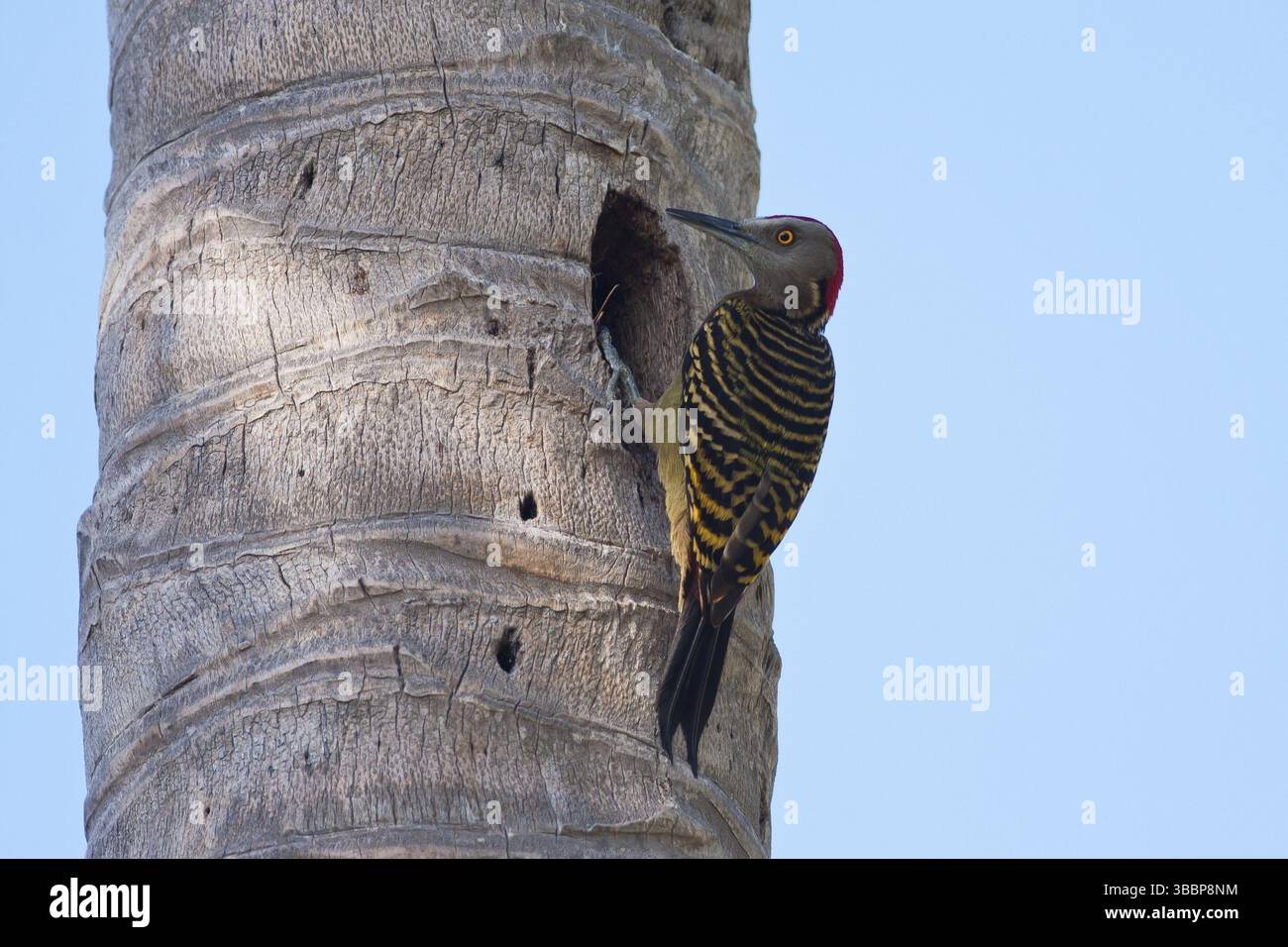 Hispaniolan Woodpecker (Melanerpes striatus) male at nesting cavity ...