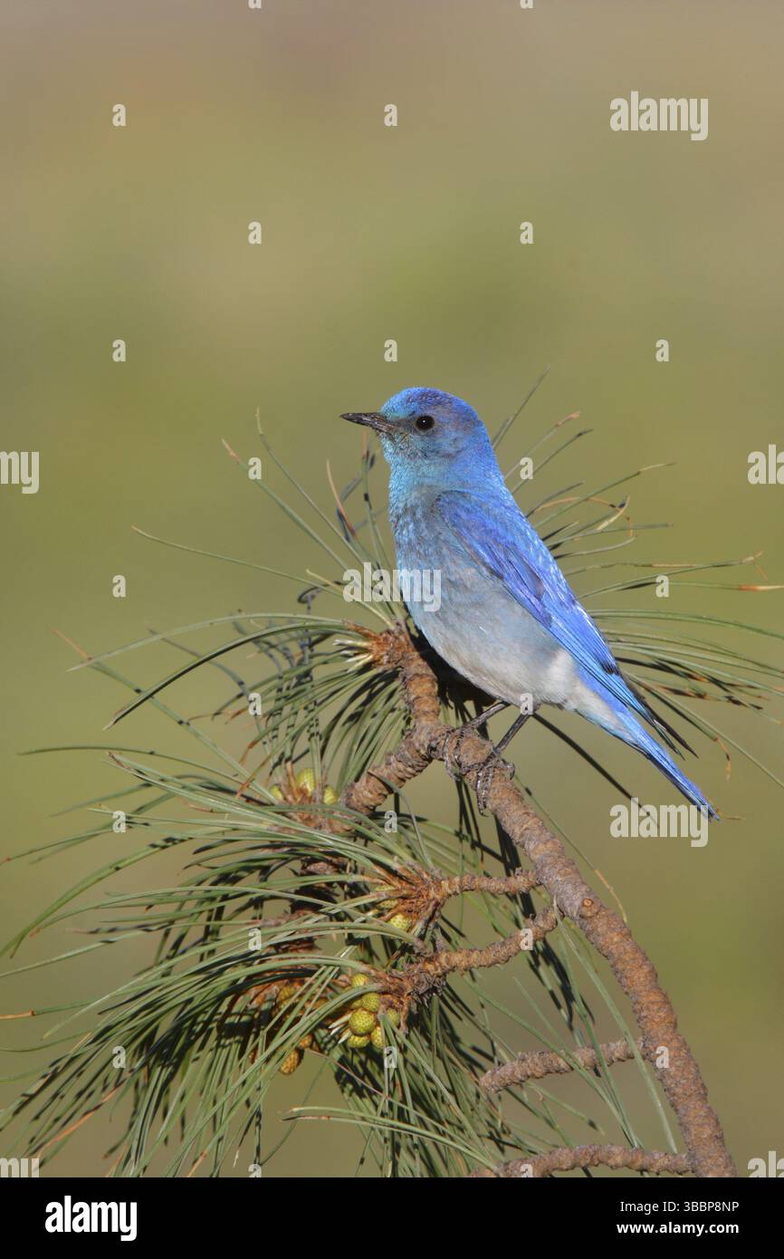 Mountain Bluebird Sialia currucoides Big Lake, Apache County, Arizona ...