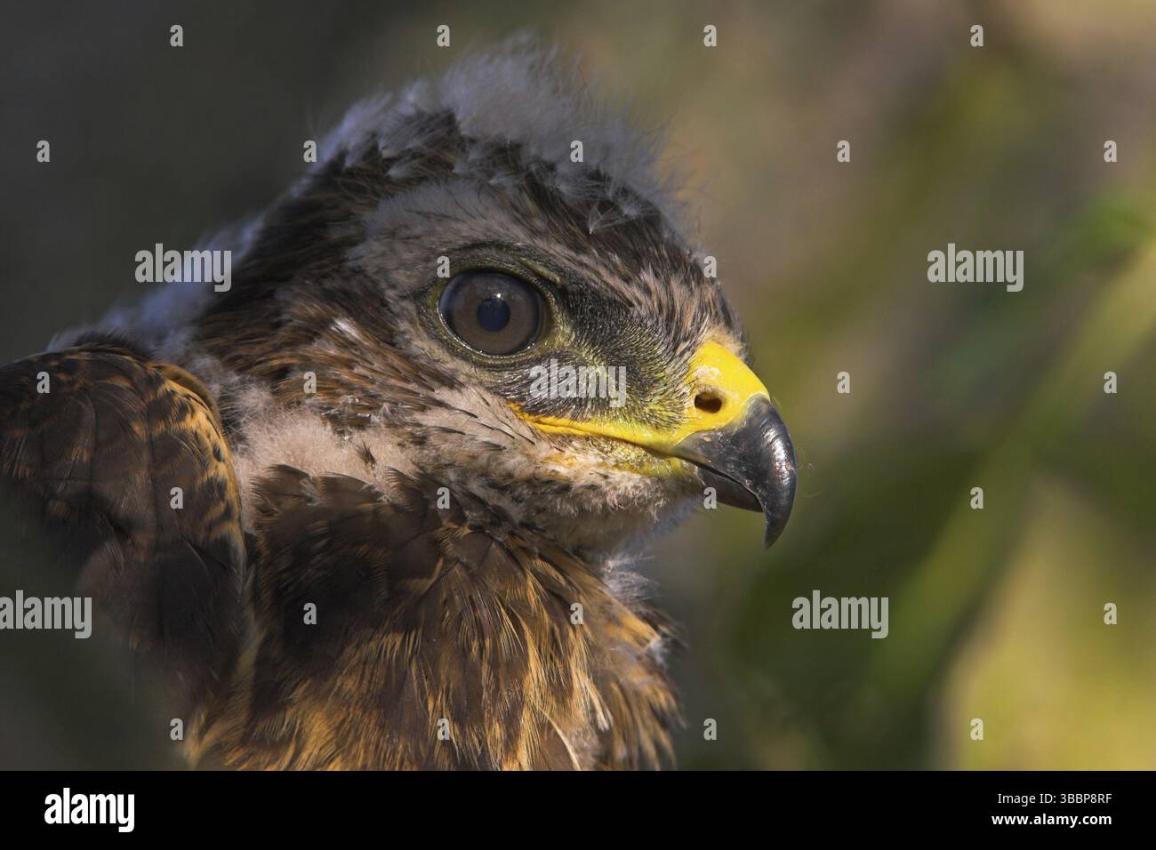 Juvenile buzzards hi-res stock photography and images - Alamy