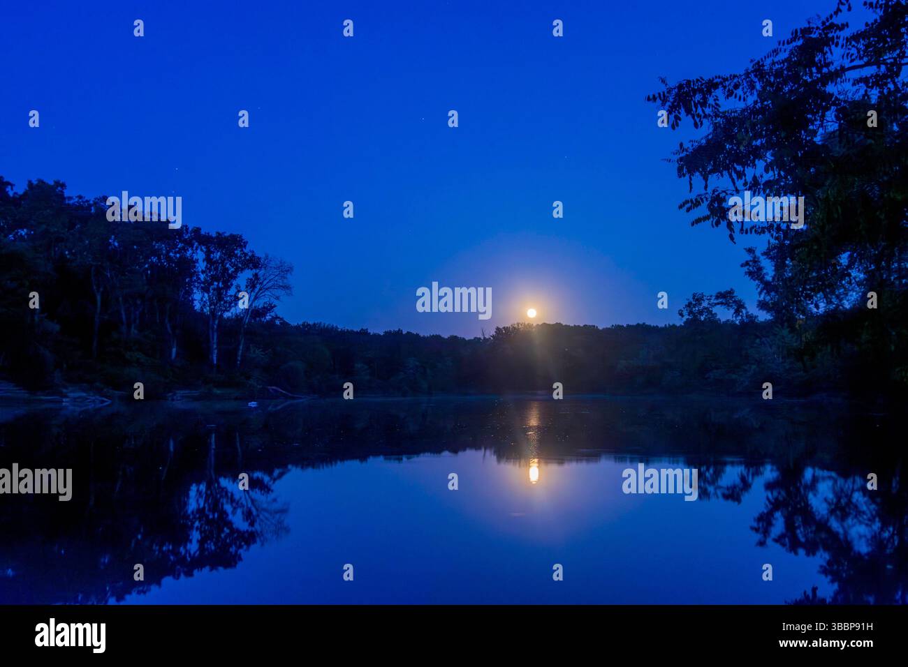 lake Dechantlacke in in area Lobau in national park Donauauen Danube ...