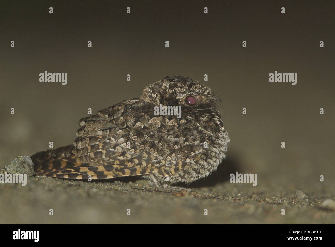 Typical nightjars hi-res stock photography and images - Alamy