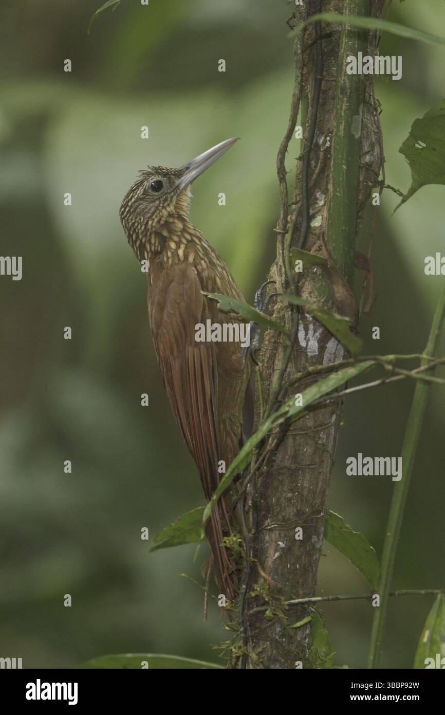 Buff-throated Woodcreeper (Xiphorhynchus guttatus), Manu National Park ...