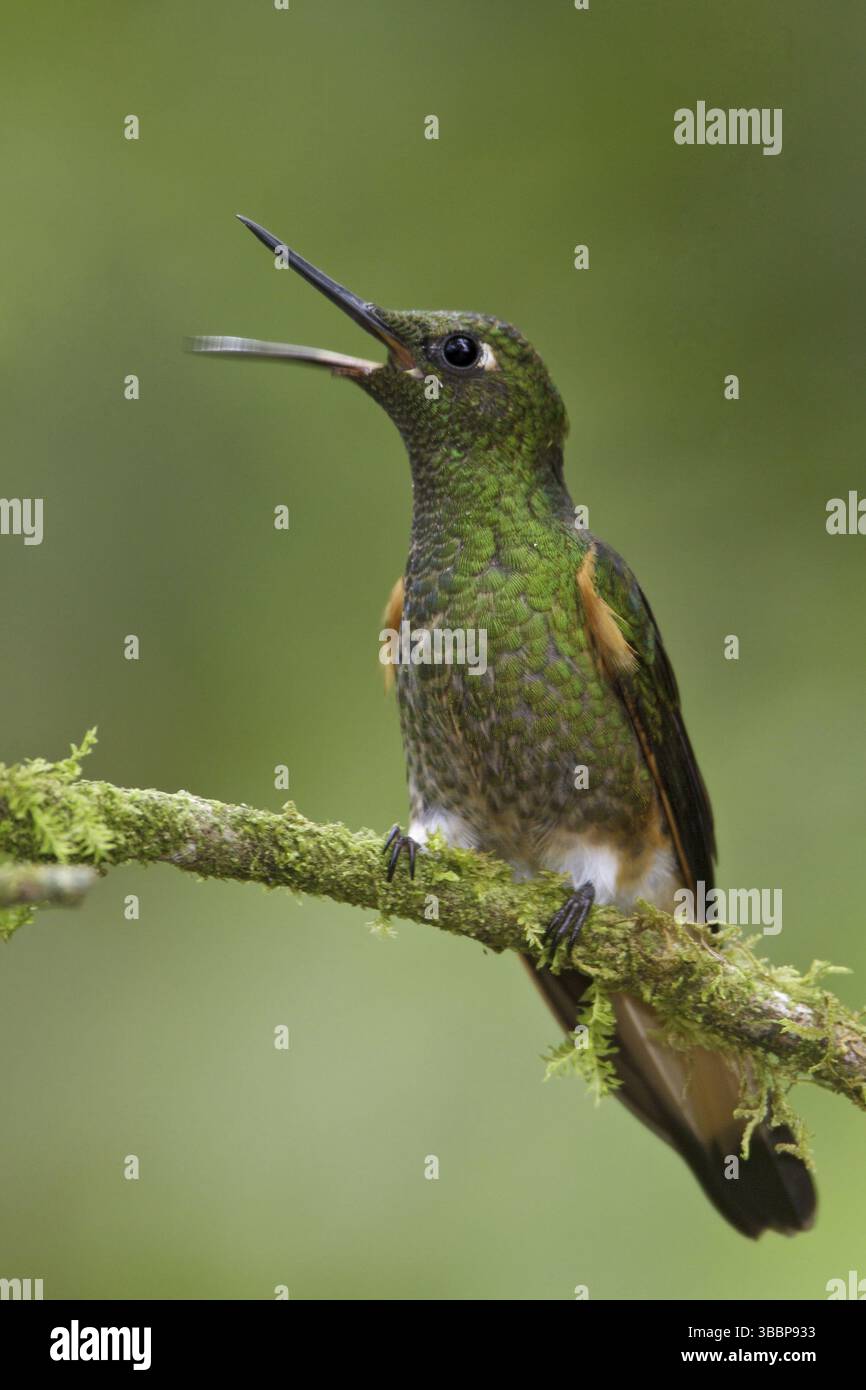 Buff-tailed Coronet (Boissonneaua flavescens) singing, Ecuador, South ...