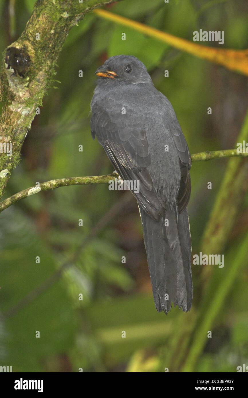 Slaty-tailed Trogon (Trogon massena) female, Costa Rica, Central ...