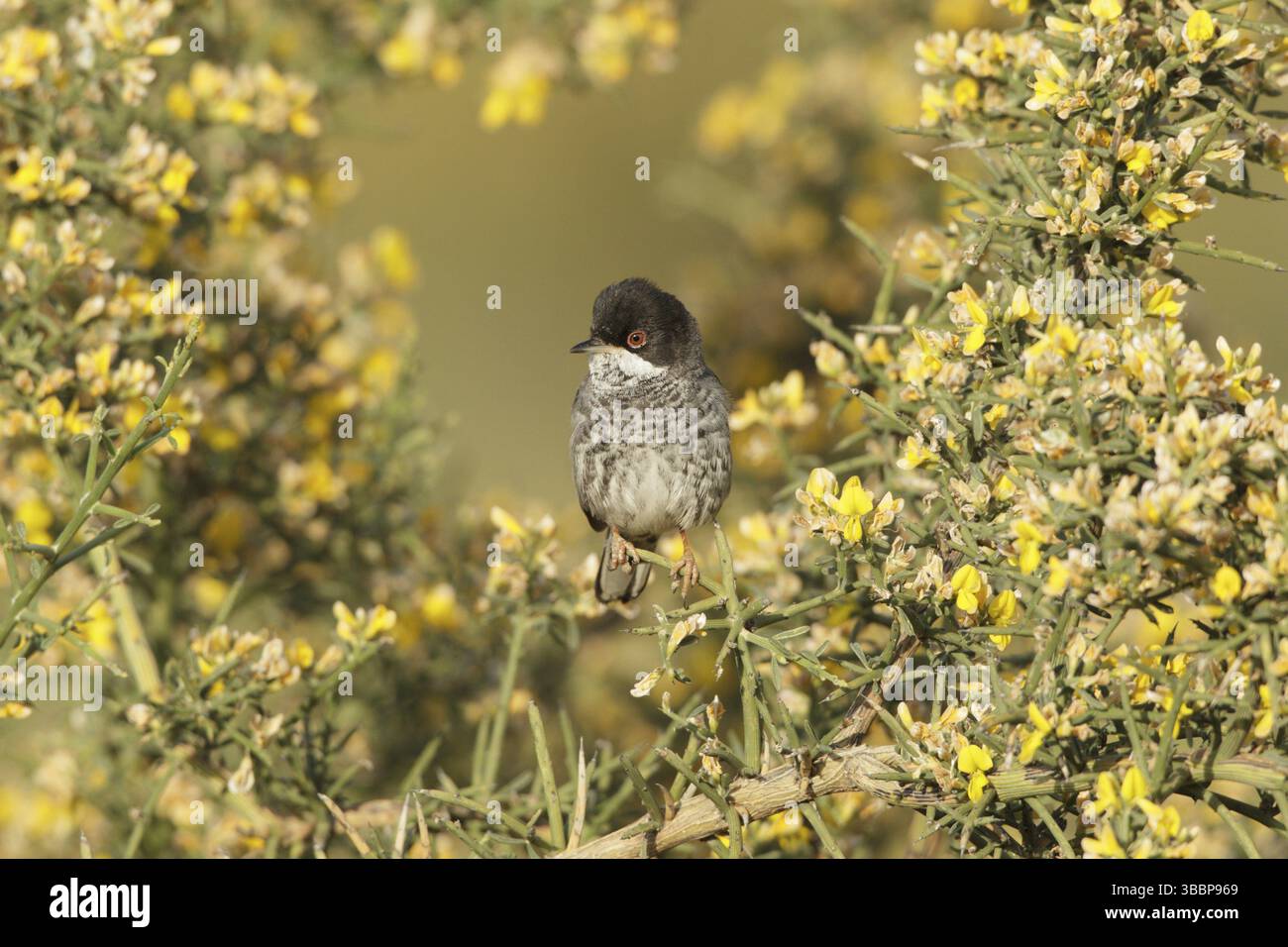 Cyprus Warbler (Sylvia melanothorax) male, Cyprus, Europe Stock Photo ...