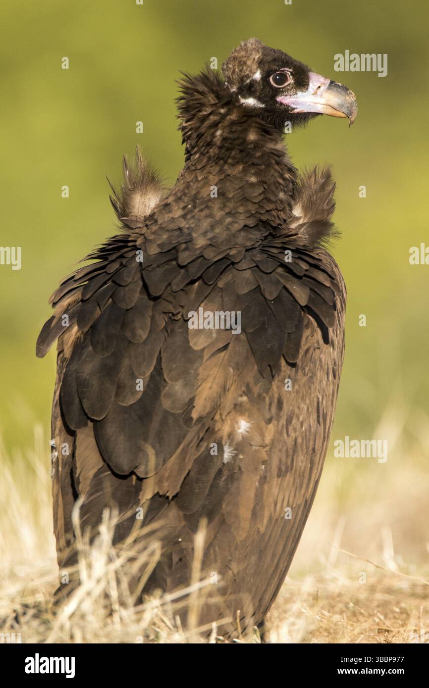Cinereous Vulture (Aegypius monachus), Andalusia, Spain, Europe Stock ...