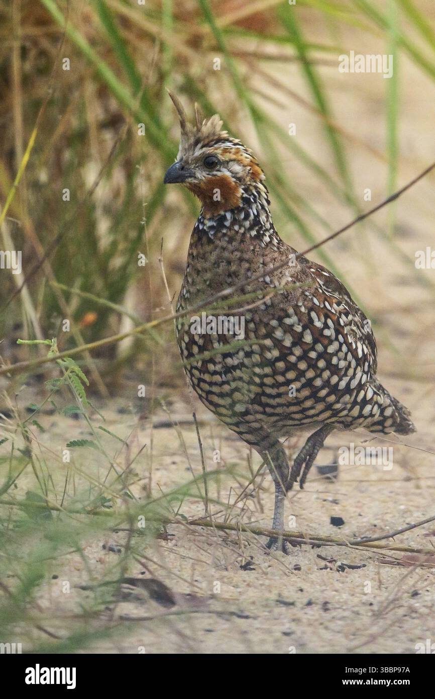 Crested Bobwhite (Colinus cristatus) perched on the ground in the ...