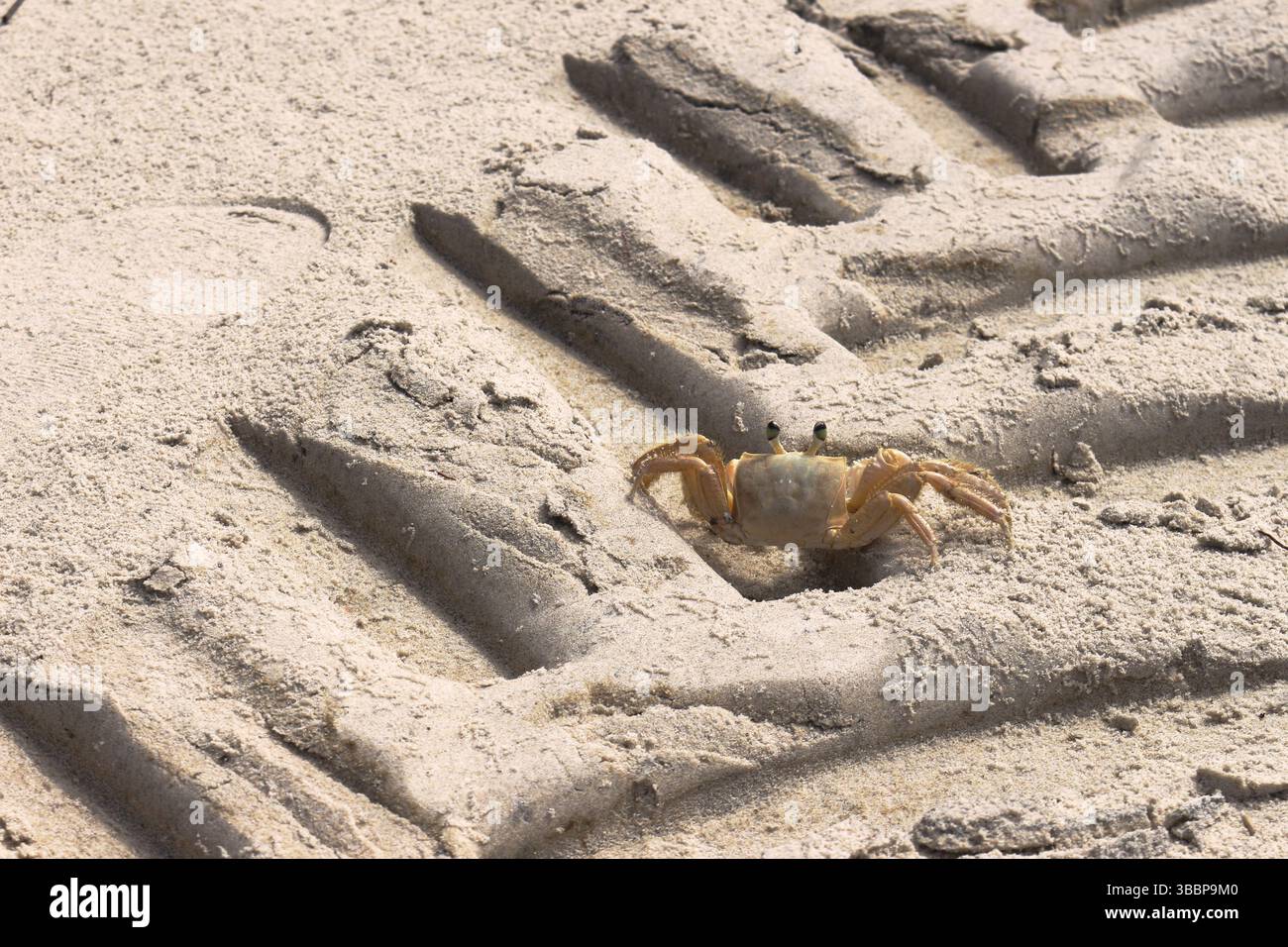 Camouflage themselves with the color of the sand hi-res stock ...